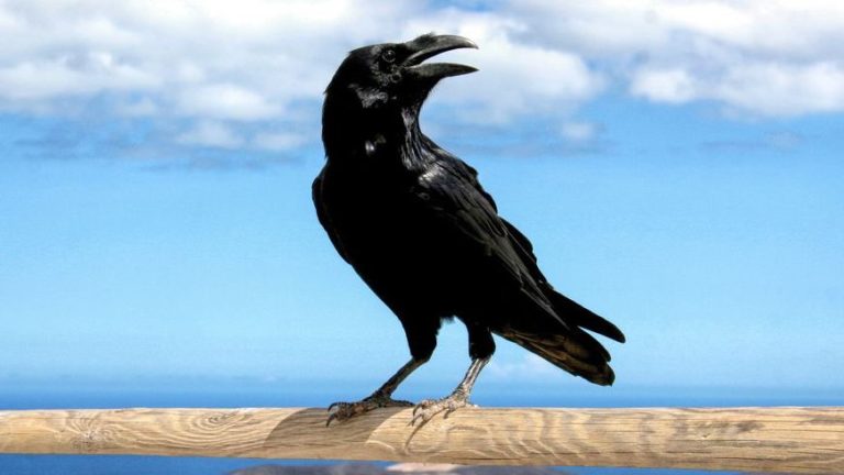 Corneille et corbeau comme animal de compagnie ?! 9 choses à savoir ...