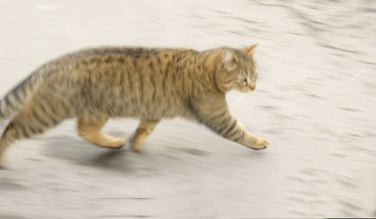 Pourquoi mon chat court partout ? - AnimauxFAQ