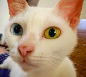Les couleurs des yeux des chats (Photos) - AnimauxFAQ