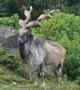 8 animaux avec des cornes (photos) - AnimauxFAQ