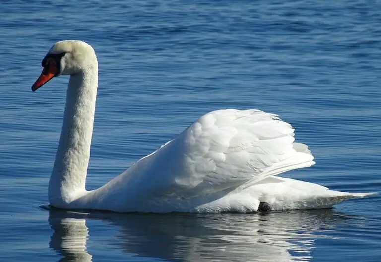 7 oiseaux blancs (photos) - AnimauxFAQ