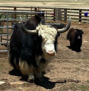 Animaux en Y : Liste avec photos - AnimauxFAQ