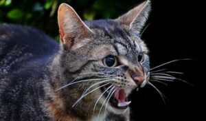 Chat énervé ? 5 signes qui ne trompent pas - AnimauxFAQ