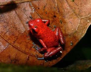 14 Animaux Rouges (Photos) - AnimauxFAQ