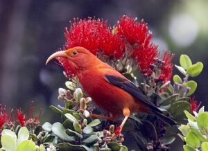 14 Animaux Rouges (Photos) - AnimauxFAQ