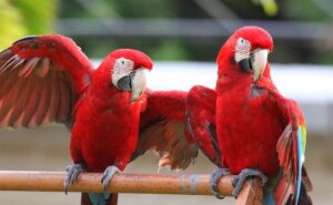 14 Animaux Rouges (Photos) - AnimauxFAQ