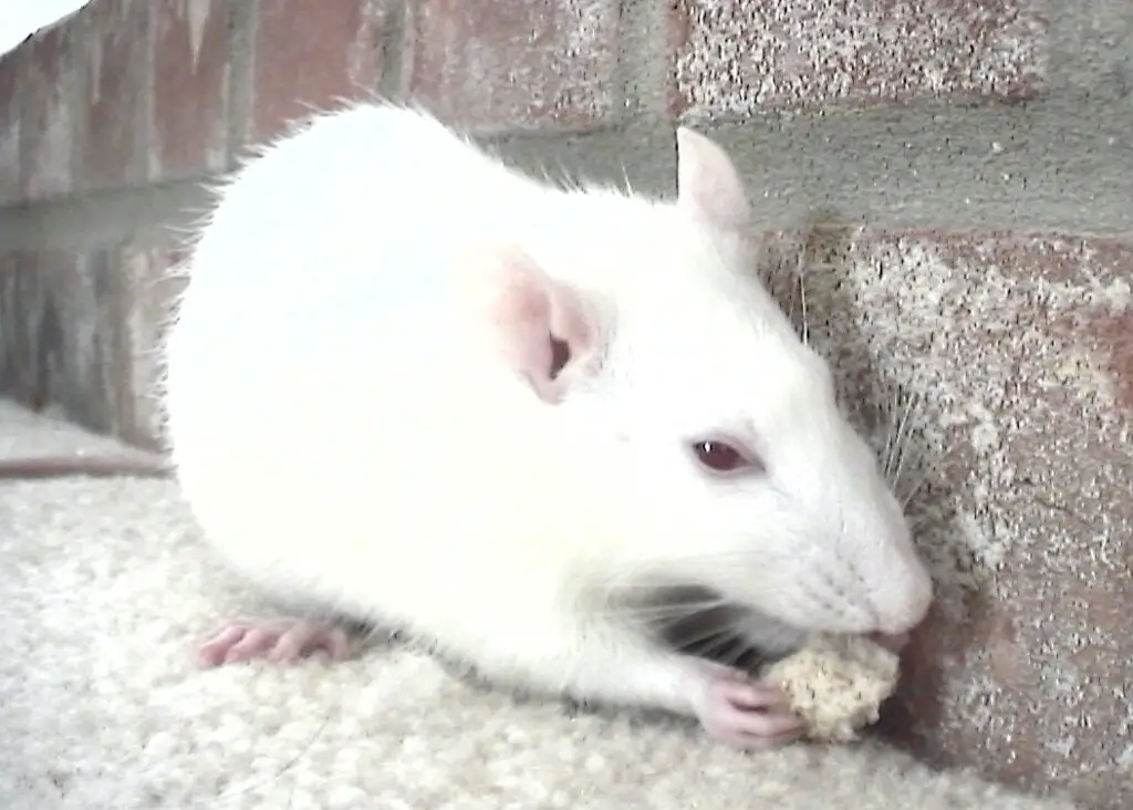 30 Animaux Blancs : Albinos ? (Photos) - AnimauxFAQ