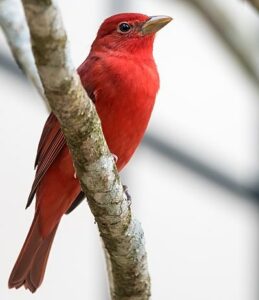 14 Animaux Rouges (Photos) - AnimauxFAQ