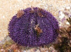 10 Animaux Violets (Photos) - AnimauxFAQ