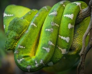 10 Animaux Verts (Photos) - AnimauxFAQ