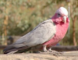 10 Animaux Roses (Photos) - AnimauxFAQ