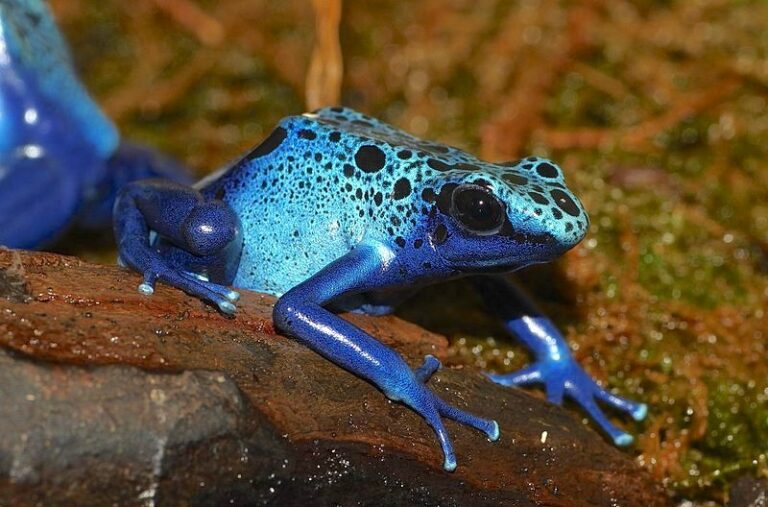 16 Animaux Bleus (Photos) - AnimauxFAQ