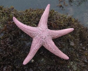 10 Animaux Roses (Photos) - AnimauxFAQ