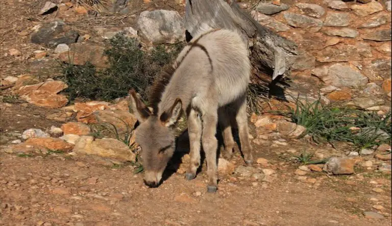 Pourquoi les ânes ont une croix sur le dos ? - AnimauxFAQ