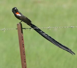 9 animaux avec une longue queue - AnimauxFAQ
