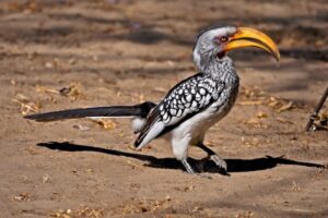 11 oiseaux avec un gros bec (photos) - AnimauxFAQ