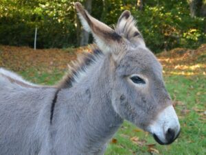 15 Animaux Gris (Photos) - AnimauxFAQ