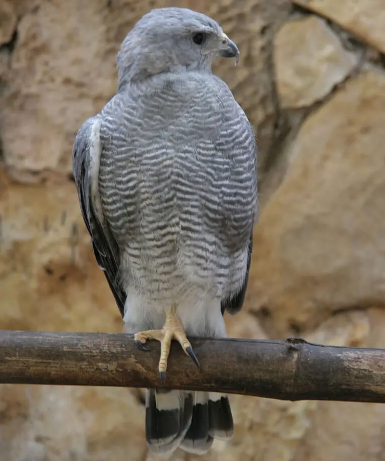 15 Animaux Gris (Photos) - AnimauxFAQ