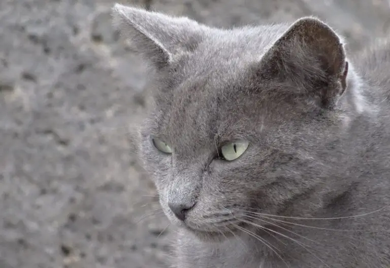 15 Animaux Gris (Photos) - AnimauxFAQ