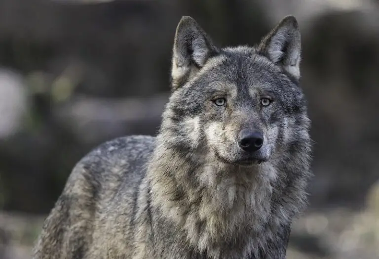 15 Animaux Gris (Photos) - AnimauxFAQ