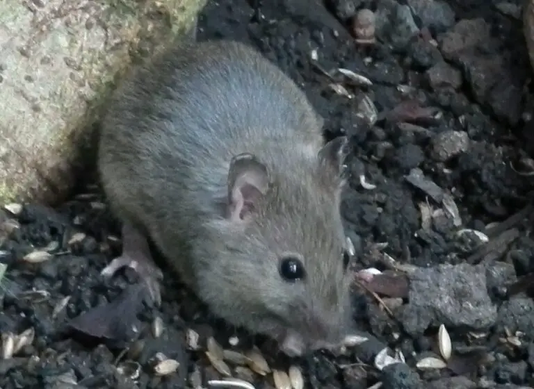 15 Animaux Gris (Photos) - AnimauxFAQ