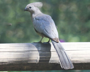 15 Animaux Gris (Photos) - AnimauxFAQ